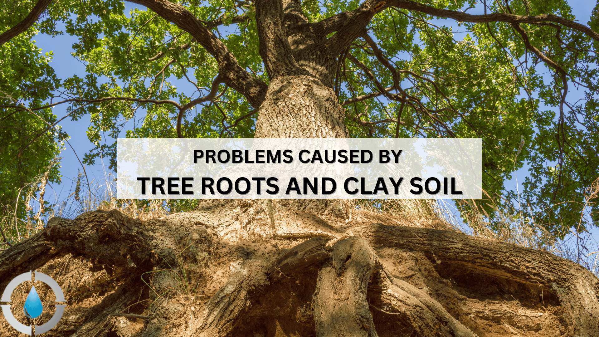 Plumbing Problems Caused by Tree Roots and Clay Soil: How to Protect ...